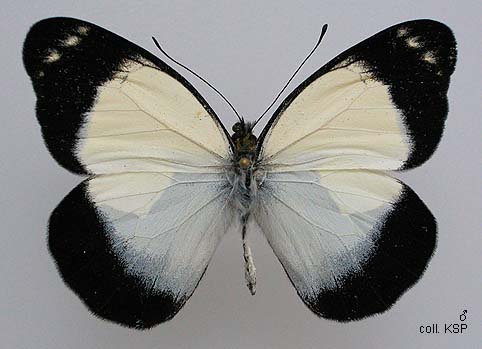 Papua Insects Foundation (Lepidoptera/Pieridae/Pierinae(Delias arfakensis)